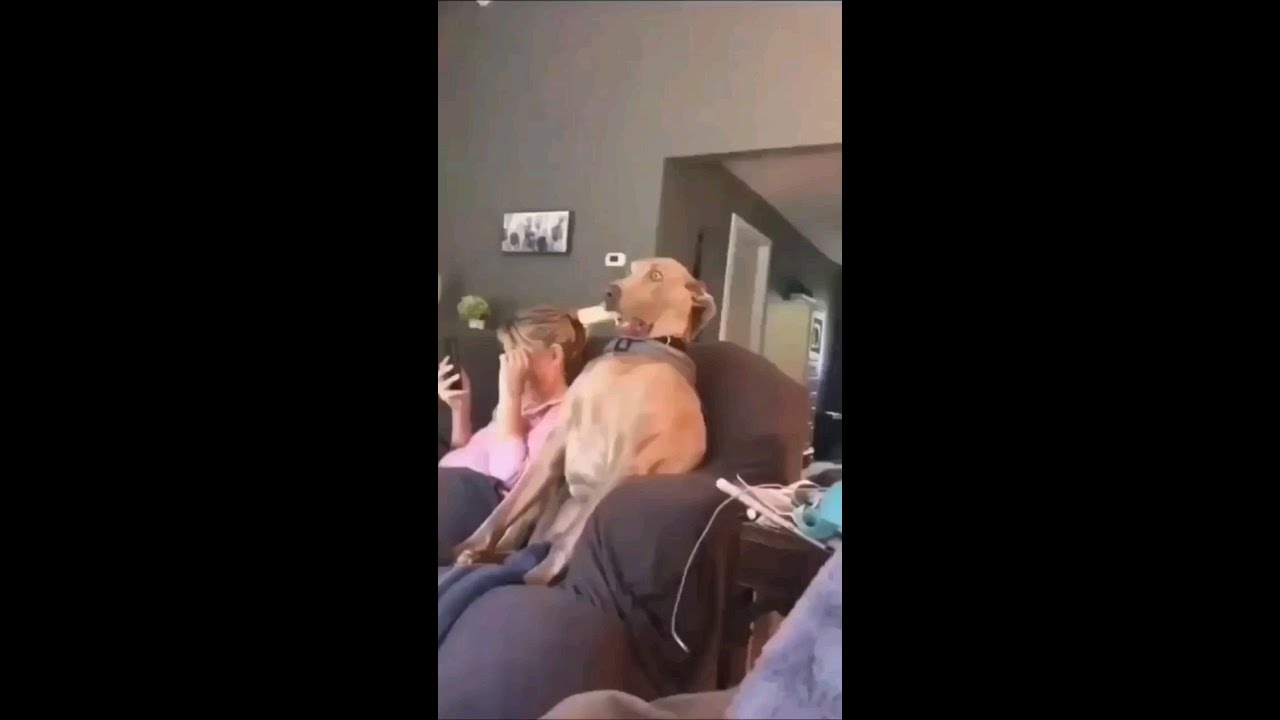 This Movie Has This Dog Shocked 😂