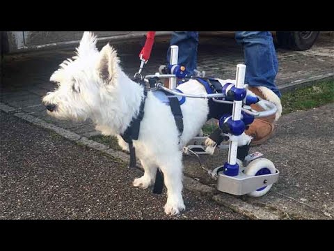 Mobility carts for dogs