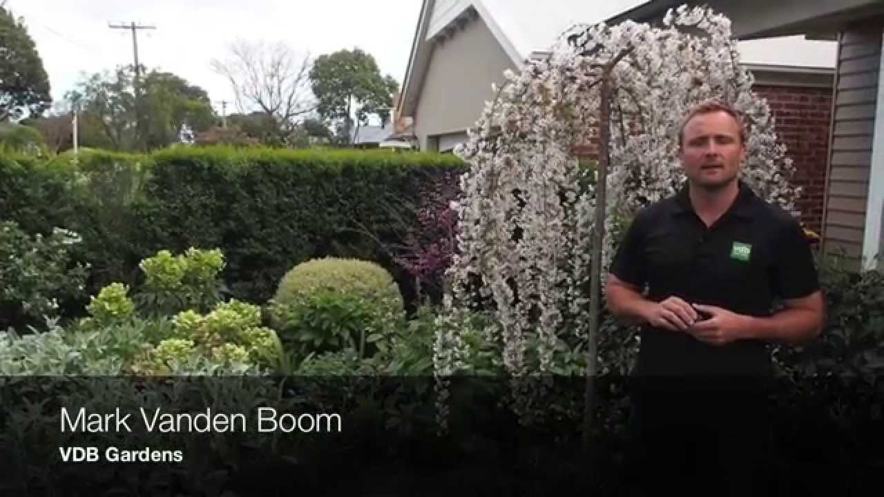 VDB Gardens - Weeping Cherry Trees