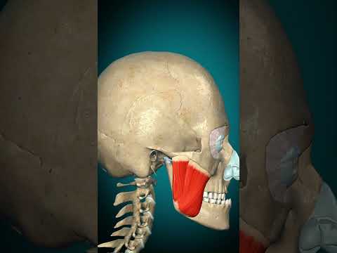 Masseter muscle action// Mandible Protraction #anatomy #humanbiology #science #mandible