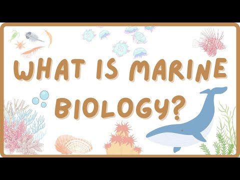 What is Marine Biology? | Explore Marine Biology