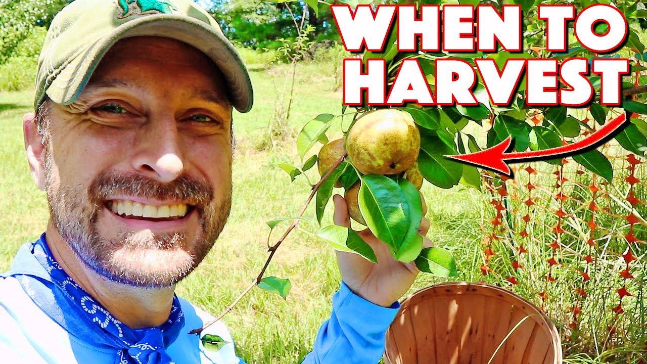 How To Harvest And Ripen Pears | 4 Signs Your Fruit Is Ready! DON'T Pick Early!