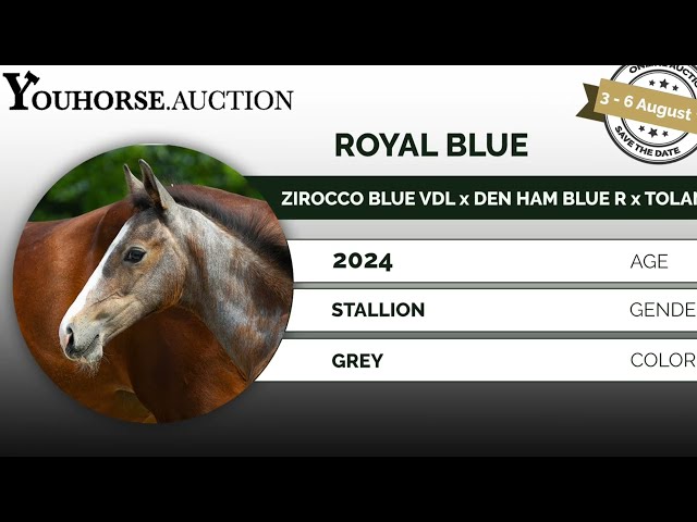 Youhorse.auction | Royal Blue