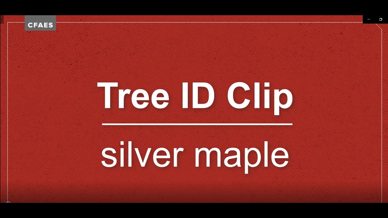 Tree ID Clip: silver maple