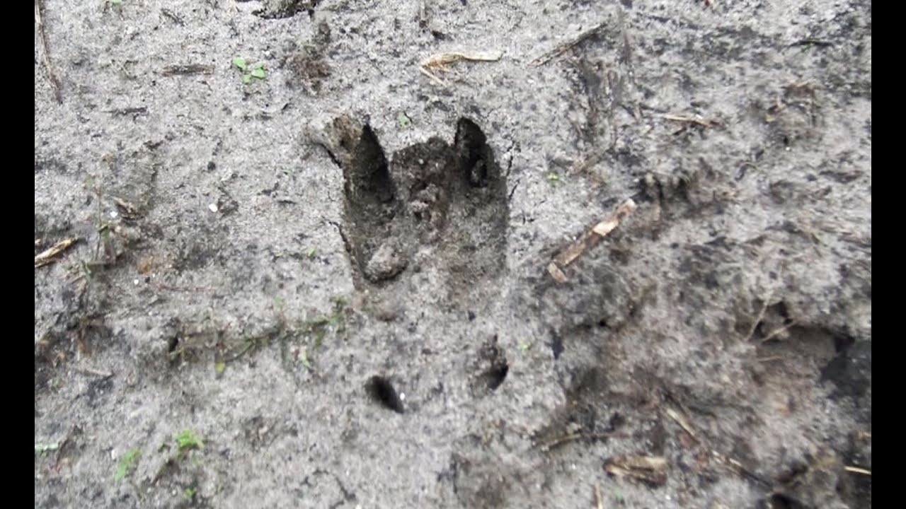 Buck Track or Doe Track?