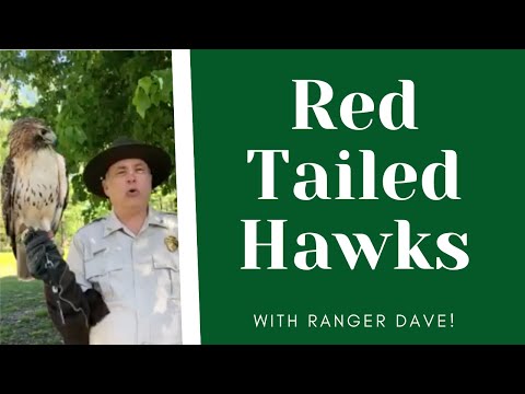 All About Red Tailed Hawks!