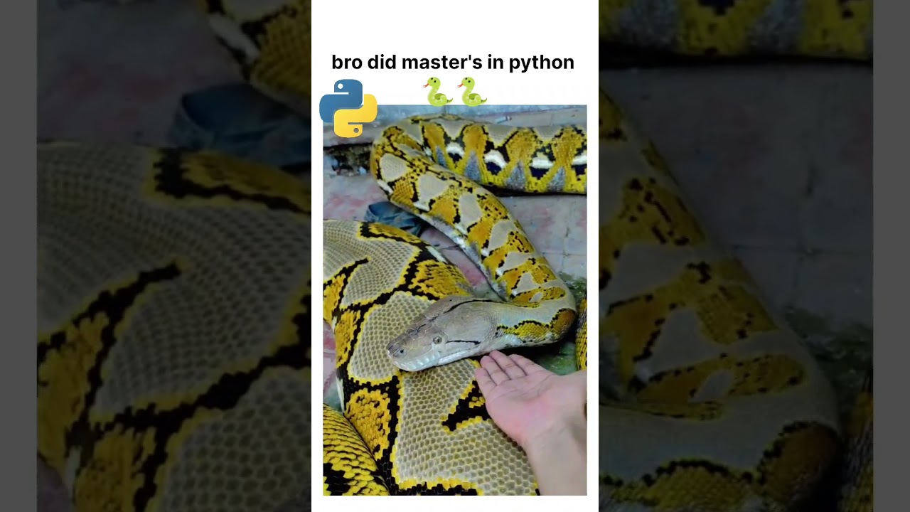 master's in python 🐍🐍🐍 #memes #coding #coding #codingmemes #python