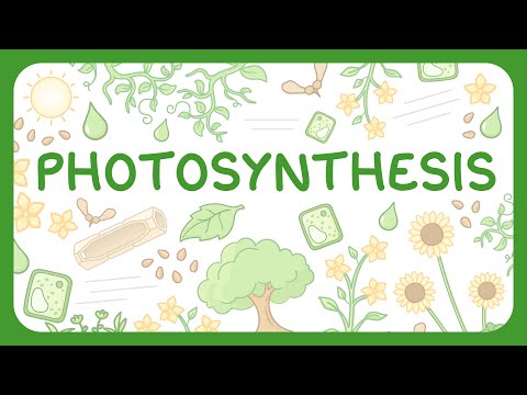 GCSE Biology - Photosynthesis
