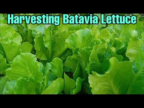 Harvesting Batavia Lettuce | 18 Feb 2021 | แแแแแผแแแแแถแกแถแแแถแแถแแ