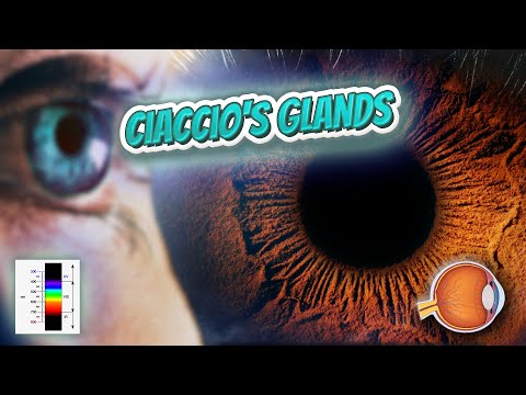Ciaccio's glands - Your EYEBALLS - EYNTK 👁️👁️💉😳💊🔊💯✅