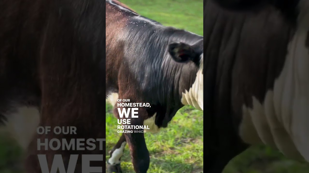 Rotational Grazing and electric fencing with cows