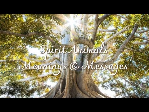 Spirit Animals Meanings & Messages - Electric Eel