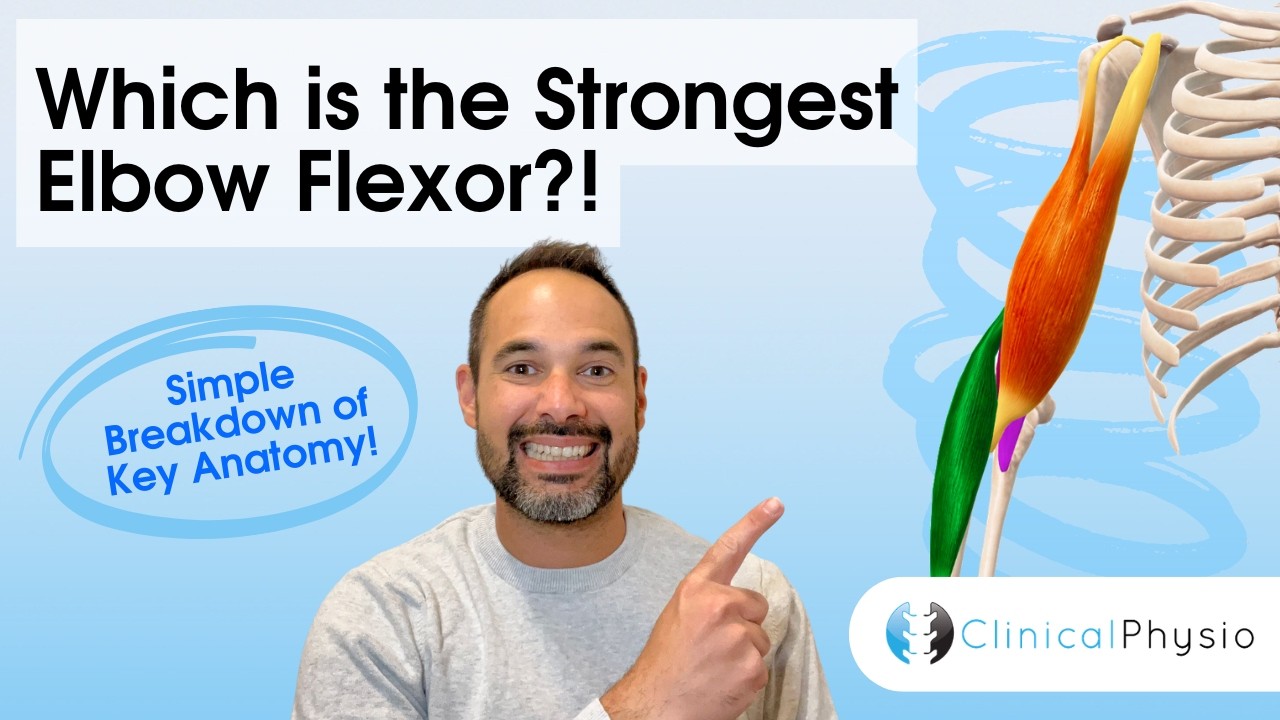 Strongest Elbow Flexor Muscle Explained | Anatomy for Physiotherapists