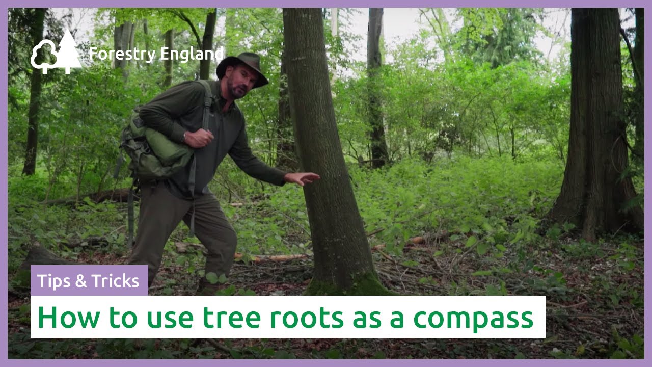 How to use tree roots as a compass | Navigate using nature