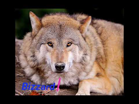 Male Wolf Names