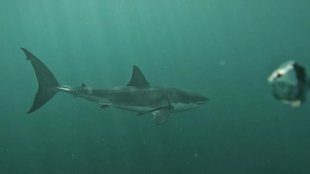 From the Abyss! Great White Shark Appears in Haunting Encounter