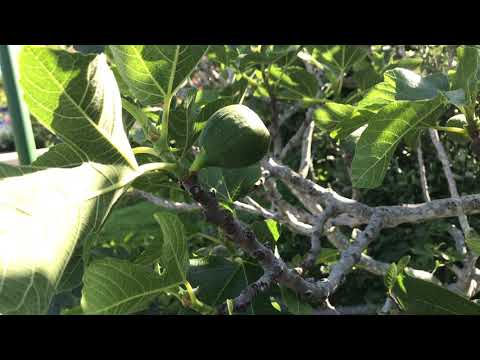 Fig Tree (Ficus carica)