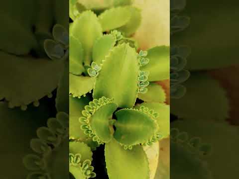 Asexual reproduction of plant- leaf budding