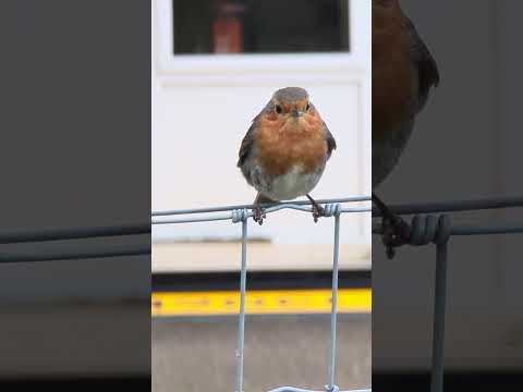 Little Robin came over to say Hello