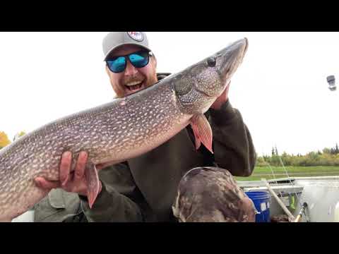 Fishing for Monster Northern Pike in Alaska using Ultralight Rod (Multiple 40"+)