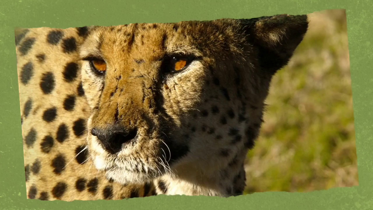 The Math Behind the Cheetah