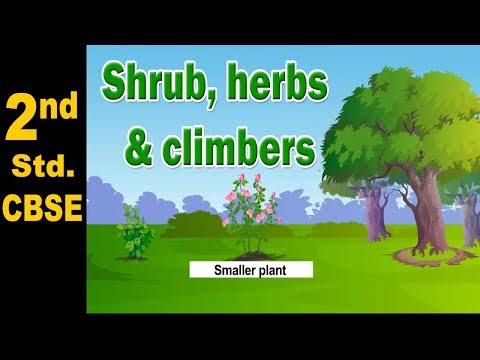 Shrub, herbs and climbers | 2nd Std | Science | CBSE Board | Home Revise