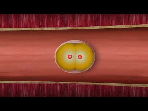 Study of Blastula Stages in Mammals