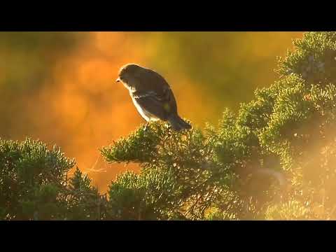 Birder's Nerders Trivia | Try & Identify These 6 Beautiful Birds That Visit Our Cams?