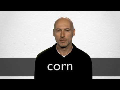 CORN 释义 | 柯林斯英语词典