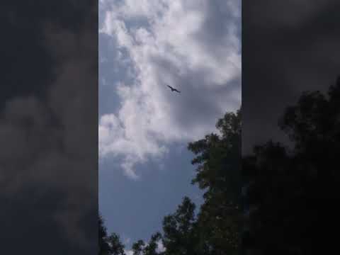 GIANT THUNDERBIRD