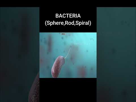 Structure of Bacteria (Sphere,Rod,Spiral) #viral #shortsvideo #viralshort