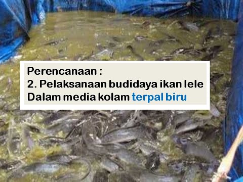 Perencanaan 2 Pelaksanaan budidaya ikan lele dengan media kolam terpal biru