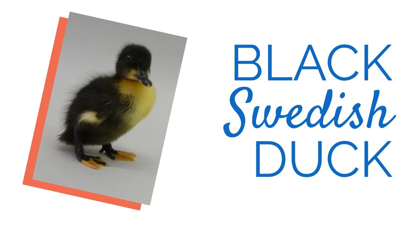 Black Swedish Ducks | Chickens For Backyards