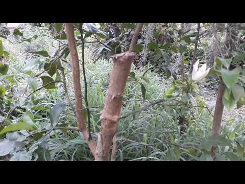 Citrus Grafting Tip to get a Scion to Take