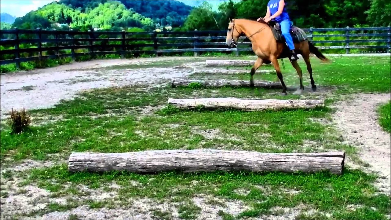 Leslie's Buck - Shadow Ridge Stables