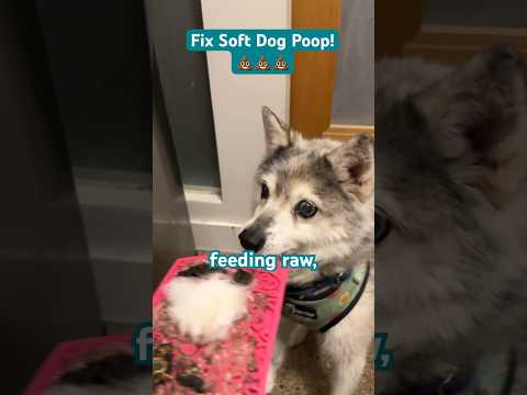 fix soft dog poop! PART 1 w/ @RealDogBox 💩🫠 raw feeding troubleshooting! #shorts