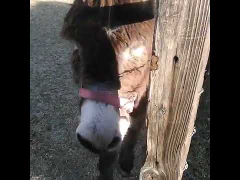 el burro hablando de orejas
