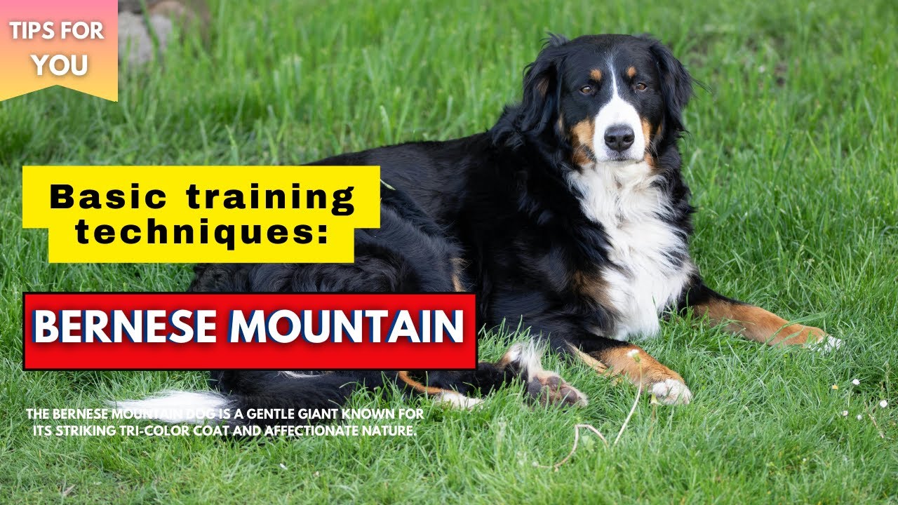 Master the Basics: Train Your Bernese Mountain Dog Effectively! 🐾