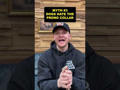 Facts and Myths about Prong Collars