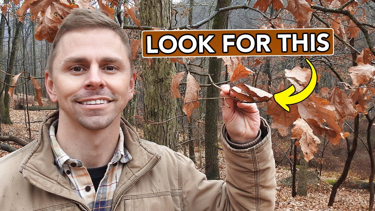 Improve Your Winter Tree ID Skills With This Seasonal Clue