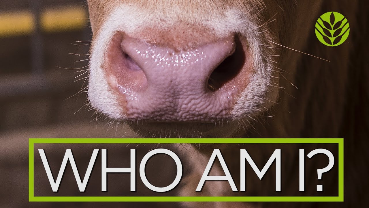 Feature Animal - Jersey Cows
