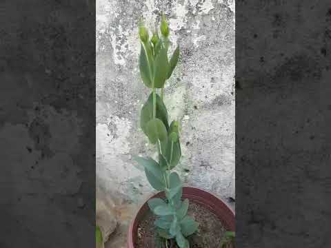 6 month wait then flowering lisianthus plant