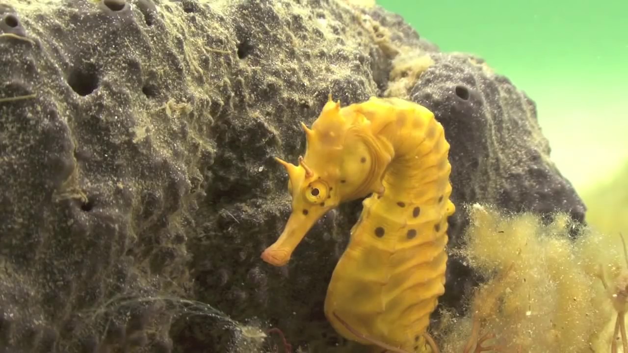 Seahorse Birth and Courtship.Wild footage.