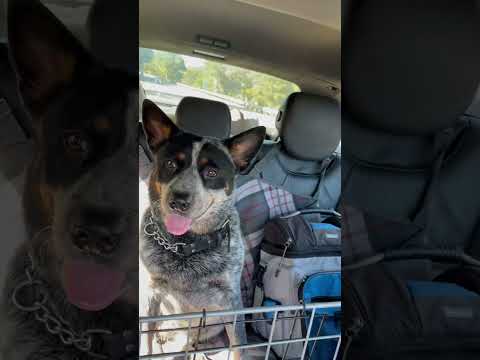 Best passenger #shorts #dog #car #travel