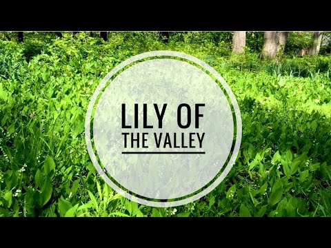 What does a field of lily of the valley look like?