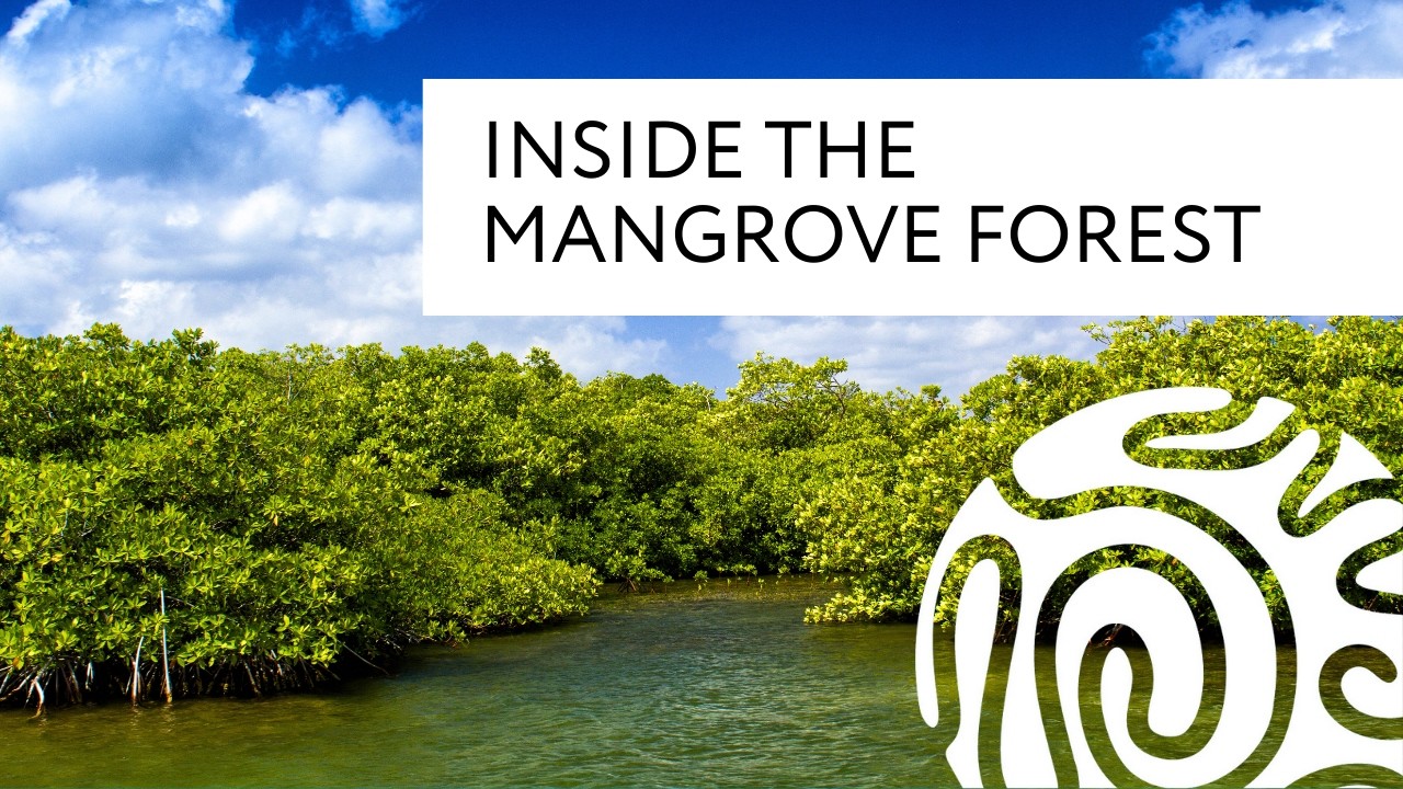 Inside the Mangrove Forest