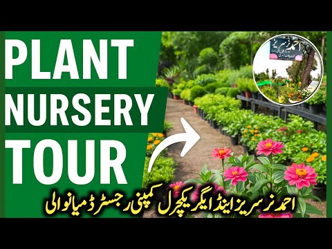Discover Mianwali's BEST Online Fruit Plant Nursery Of Ahmad Nursery???? | Online Nursery Plant Shoping