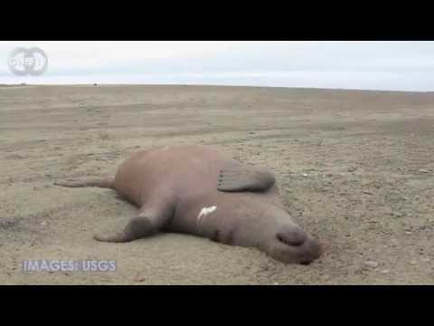 Walruses Climbing Cliffs and Falling Off Them are Natural Events | US ...