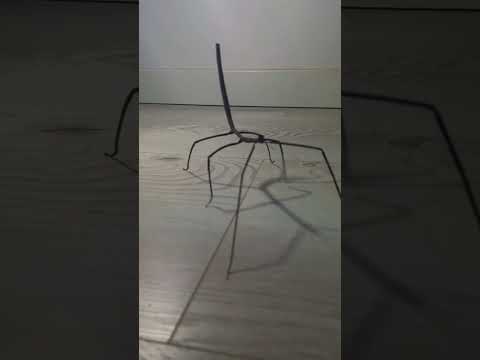 Some stick insects 🦗 #stick #insect #stickinsect #bug #stickbug #patyczak