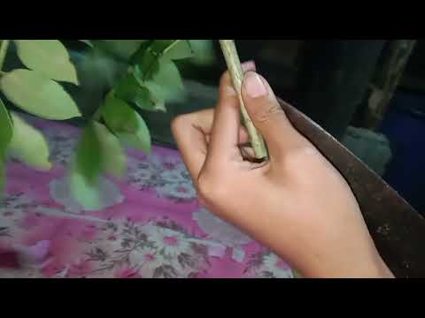 Demo153 T- Budding|Nursery Operation|Plant Propagation|Agri Crops Prod|How To Perform|Paano Gawin
